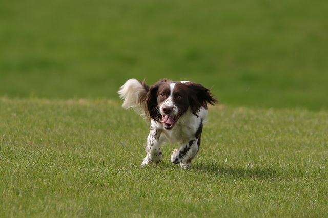 Engelse springer spaniel - Overzicht Hondenrassen - Hondtrainen.nl