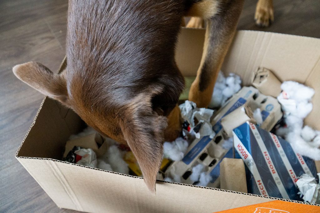 Maak een hersenwerk doe-doos - Zelf spellen maken - Hondtrainen.nl