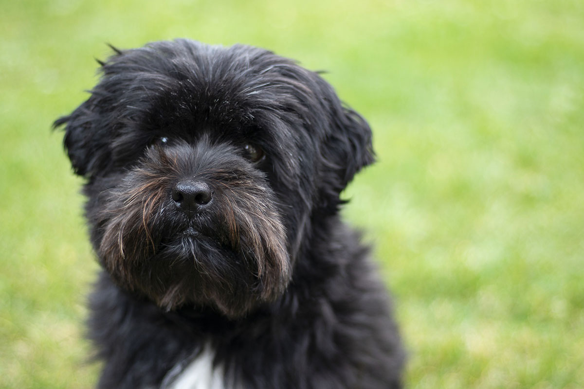 De boomer: een kruising van kleine hondenrassen - Hondtrainen.nl