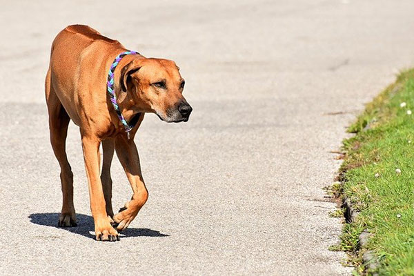 De Rhodesian ridgeback - Overzicht Hondenrassen - Hondtrainen.nl