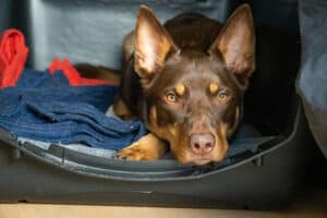 Je hond in een bench? 4 redenen + benchtraining tips - Hondtrainen.nl