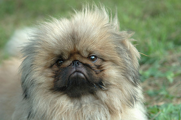 Alles over de Pekingees - Overzicht Hondenrassen - Hondtrainen.nl