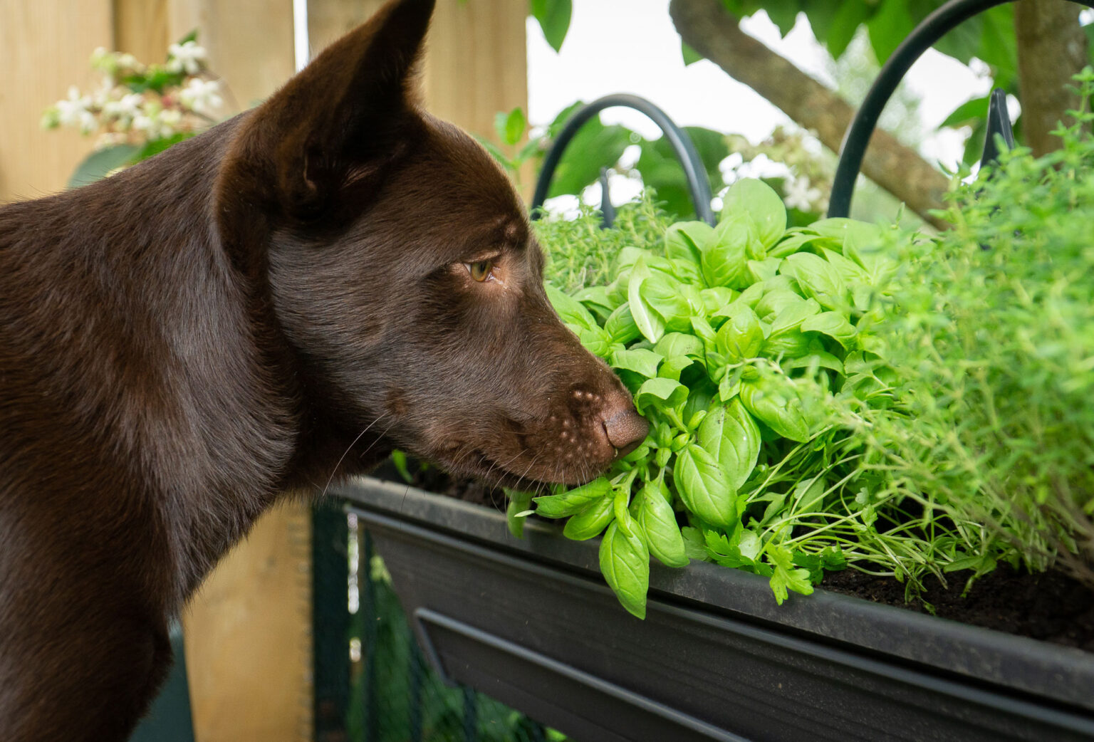 Maak een snuffeltuin voor je hond - Hondtrainen.nl