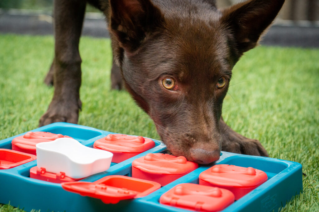 Recensie: Dog Brick - Denkspel - Hondtrainen.nl
