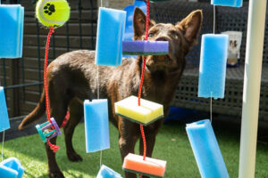 Maak een snuffeltuin voor je hond - Hondtrainen.nl