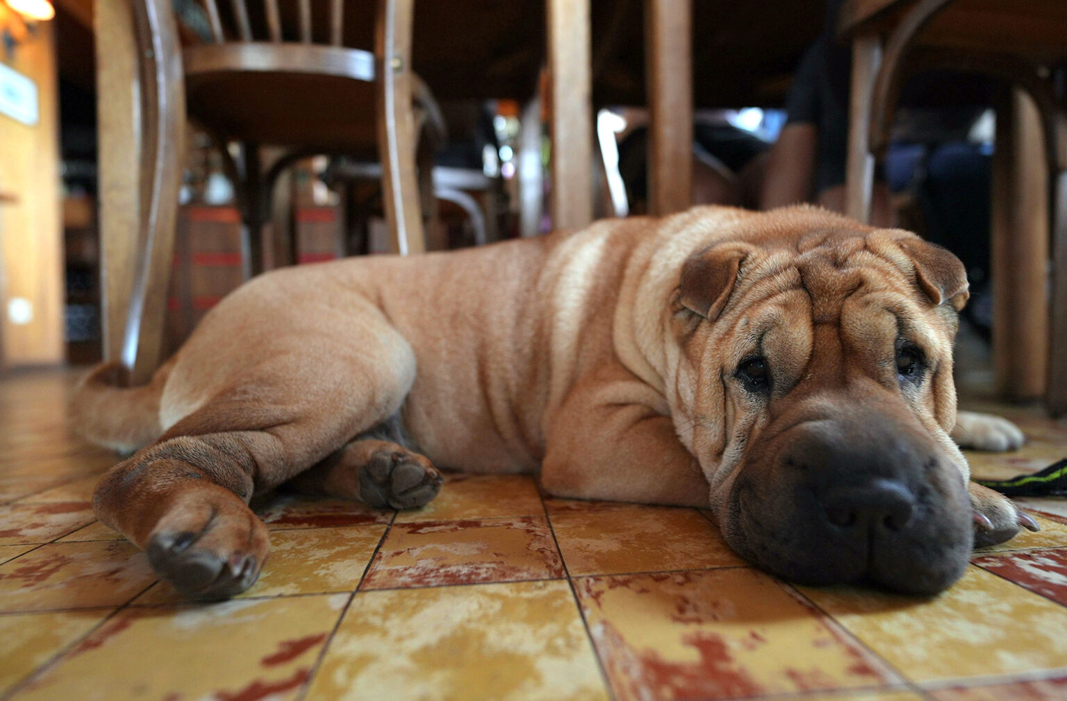 Restaurant met hond: hondvriendelijke restaurants en tips - Hondtrainen.nl