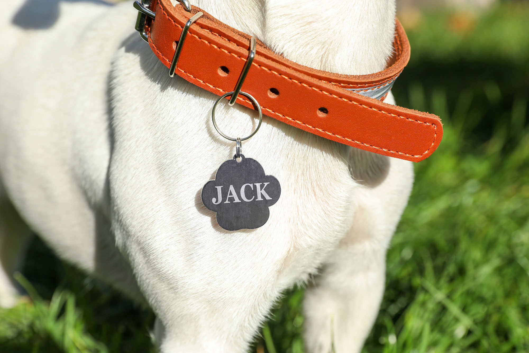 De leukste 350+ hondennamen op een rij - Hondtrainen.nl